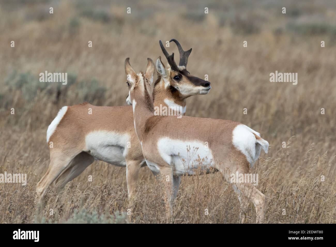 Pronghorn antelope mating behavior hi-res stock photography and images ...