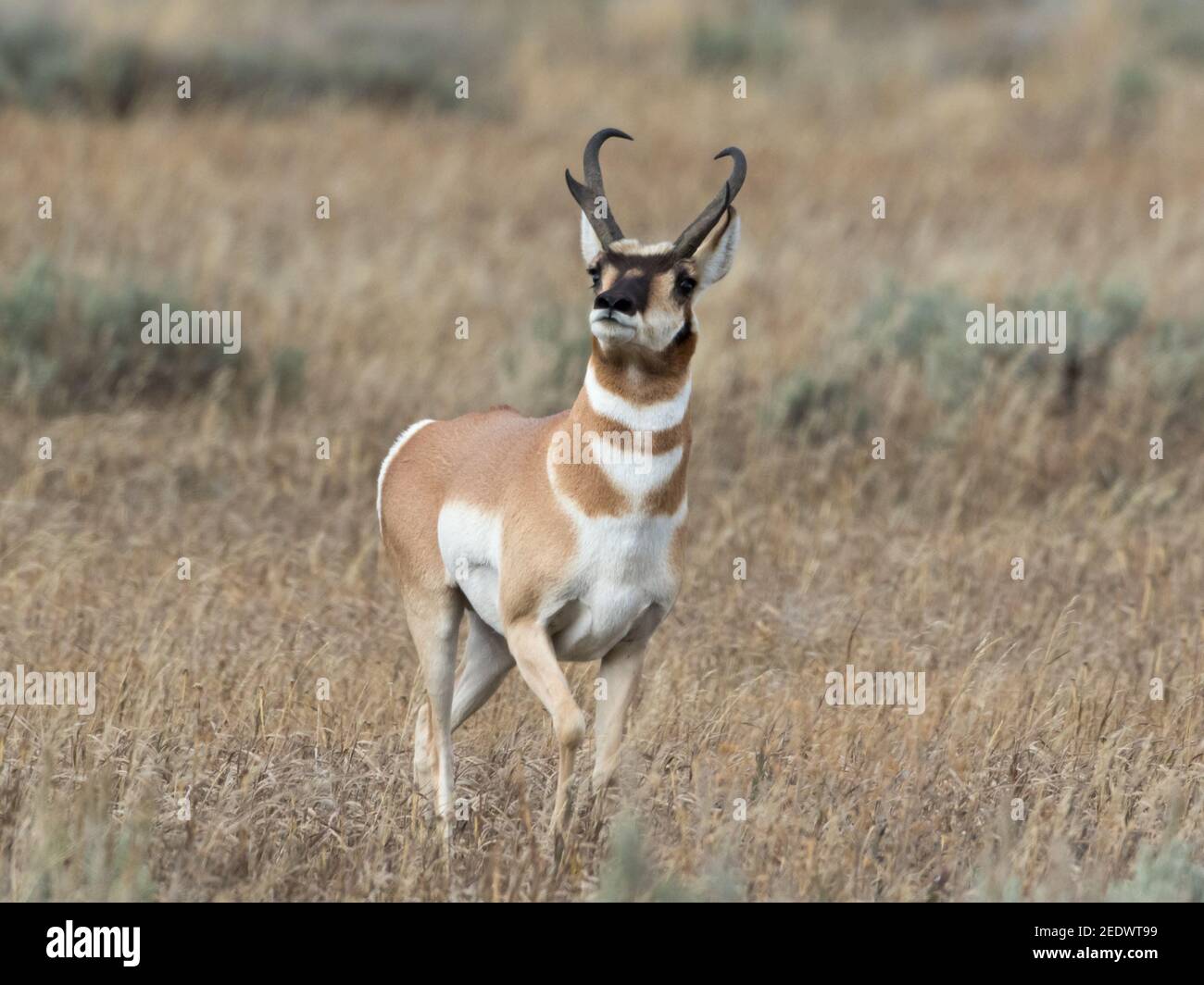 Pronghorn antelope, Antilocapra americana, winding a doe during the rut ...