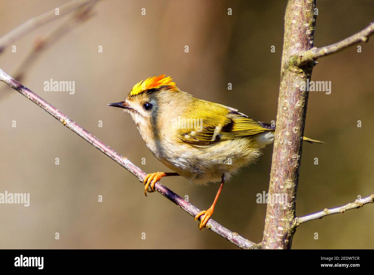 Gold crest plumage hi-res stock photography and images - Alamy