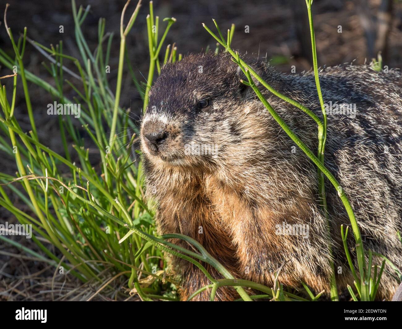 Hoover hog hi-res stock photography and images - Alamy