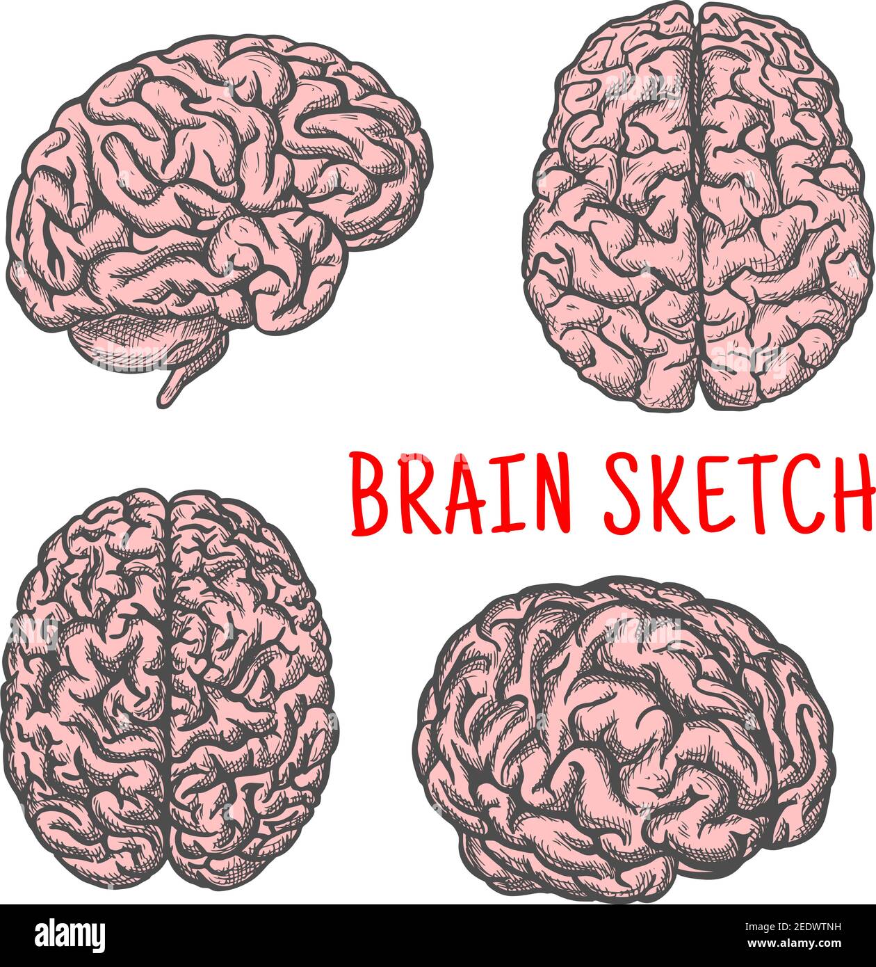 Human Brain Drawing Front View