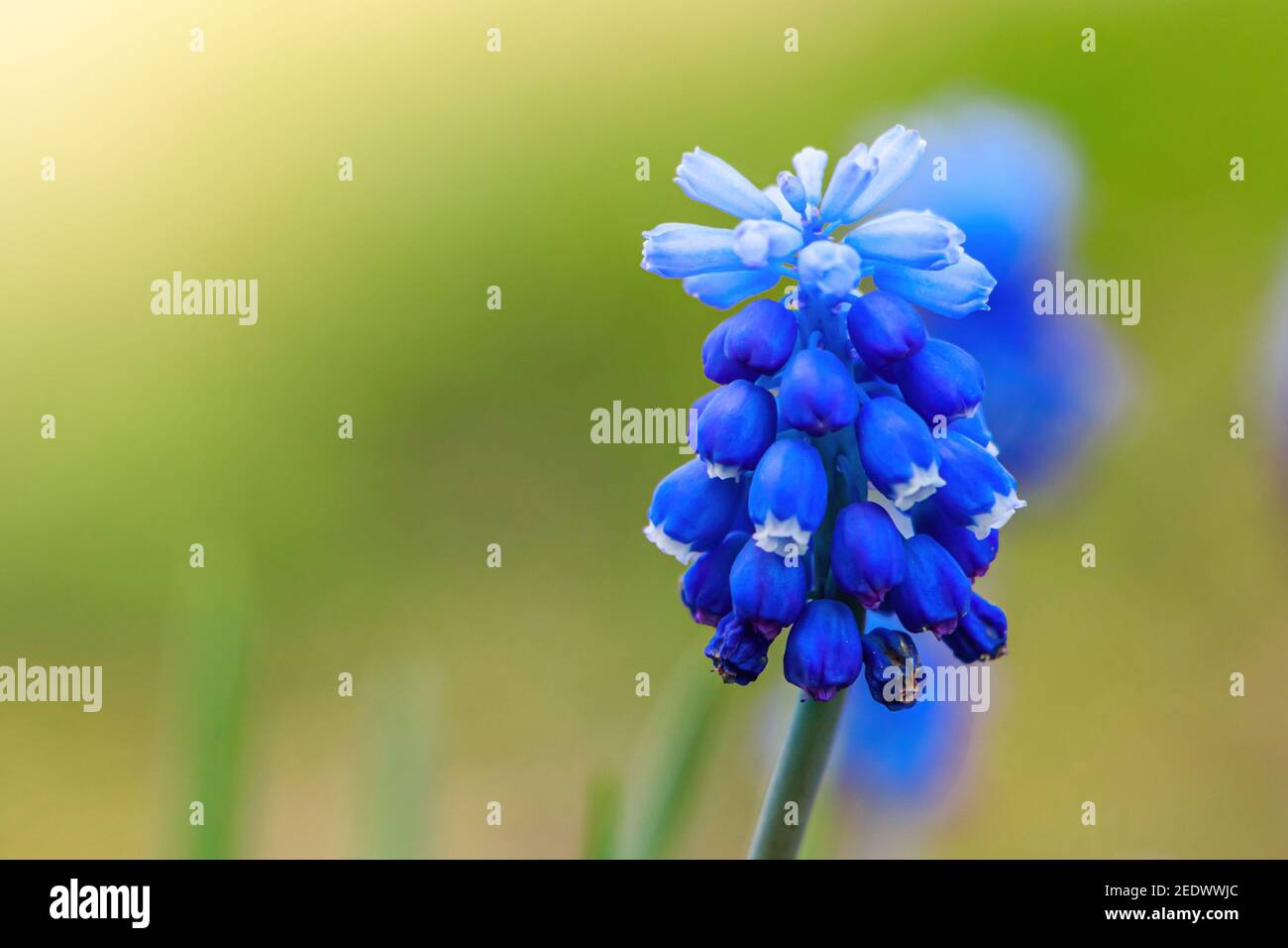 First spring blue flower hi-res stock photography and images - Alamy