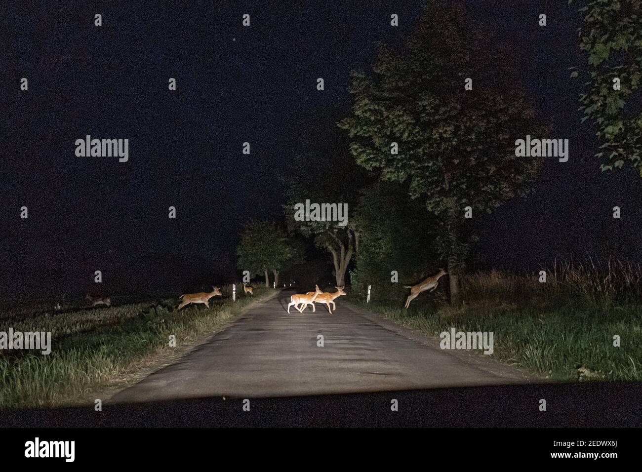 deer photo on the road at night from the car Stock Photo - Alamy
