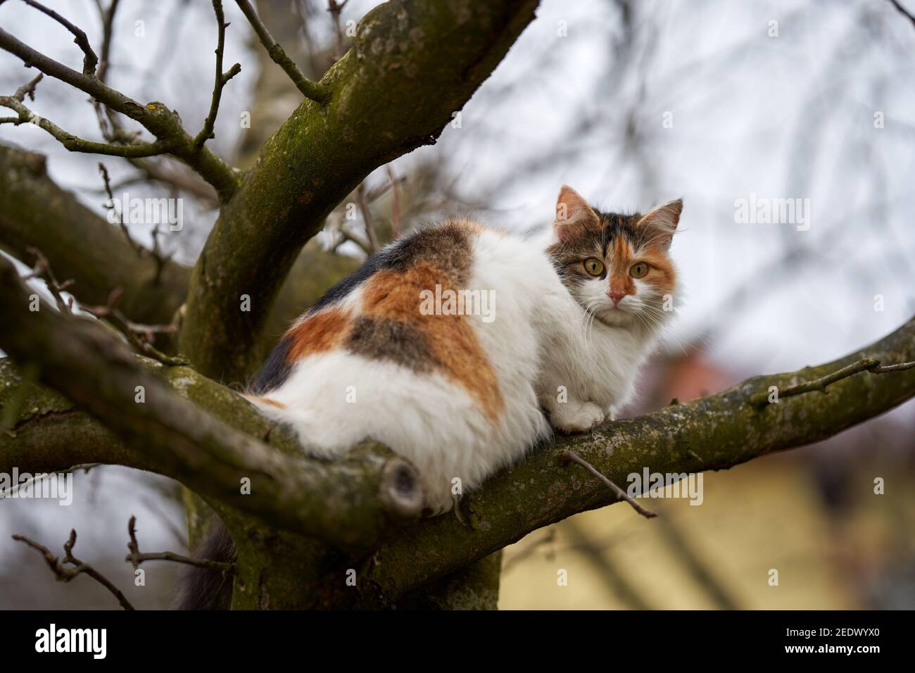 Adult Norwegian forest cat climbed into a tree Stock Photo - Alamy