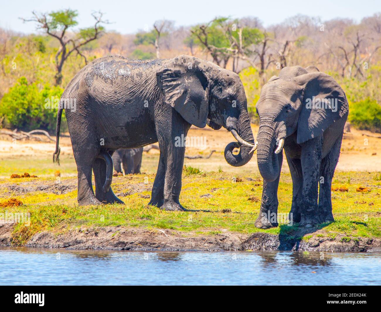 Two african elephants at the water. Chobe Riverfront National Park ...