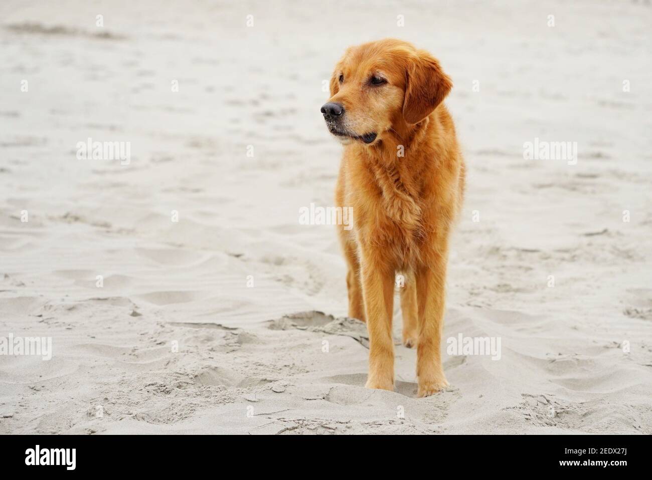 Golden retriever standing outdoors hi-res stock photography and images ...