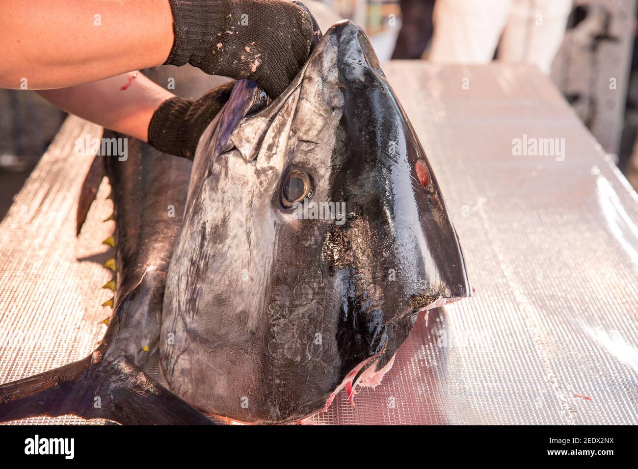 Japanese tuna dismantling show held at Hakata Station Stock Photo - Alamy