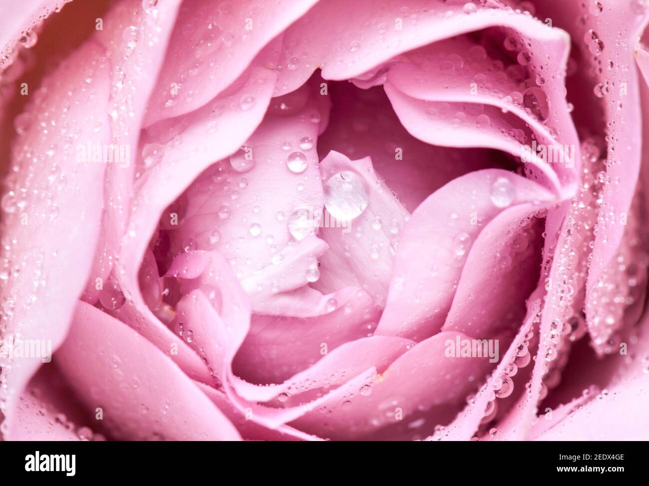 close-up of fresh pink rose flower and Stock Photo - Alamy