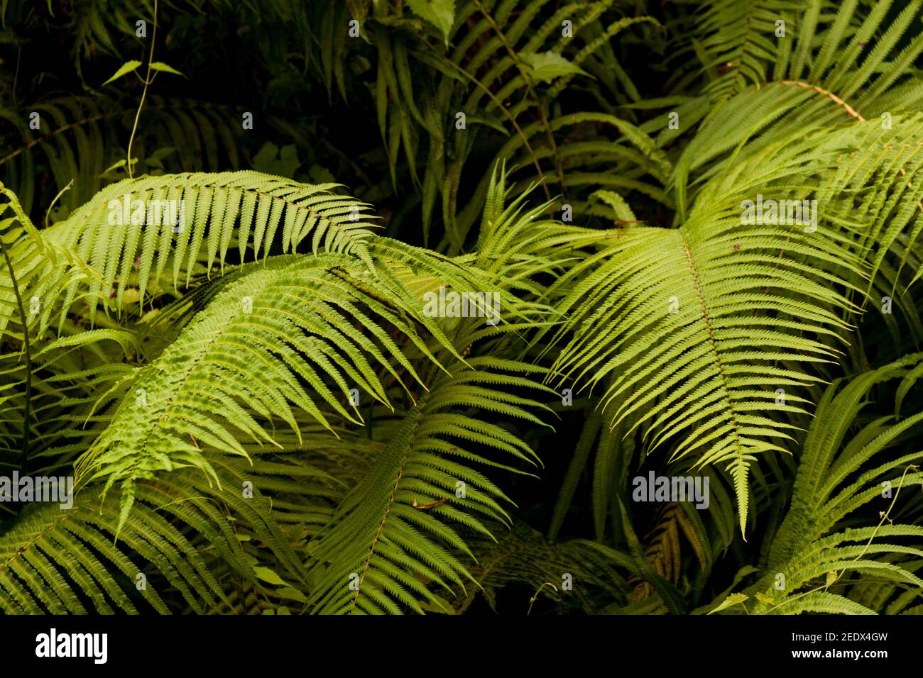 Plantas Pteridofitas LAS PLANTAS PTERIDOFITAS By Diana Bautista On