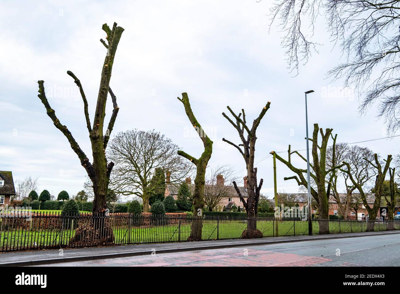 Pollarded trees in Cheshire UK Stock Photo - Alamy