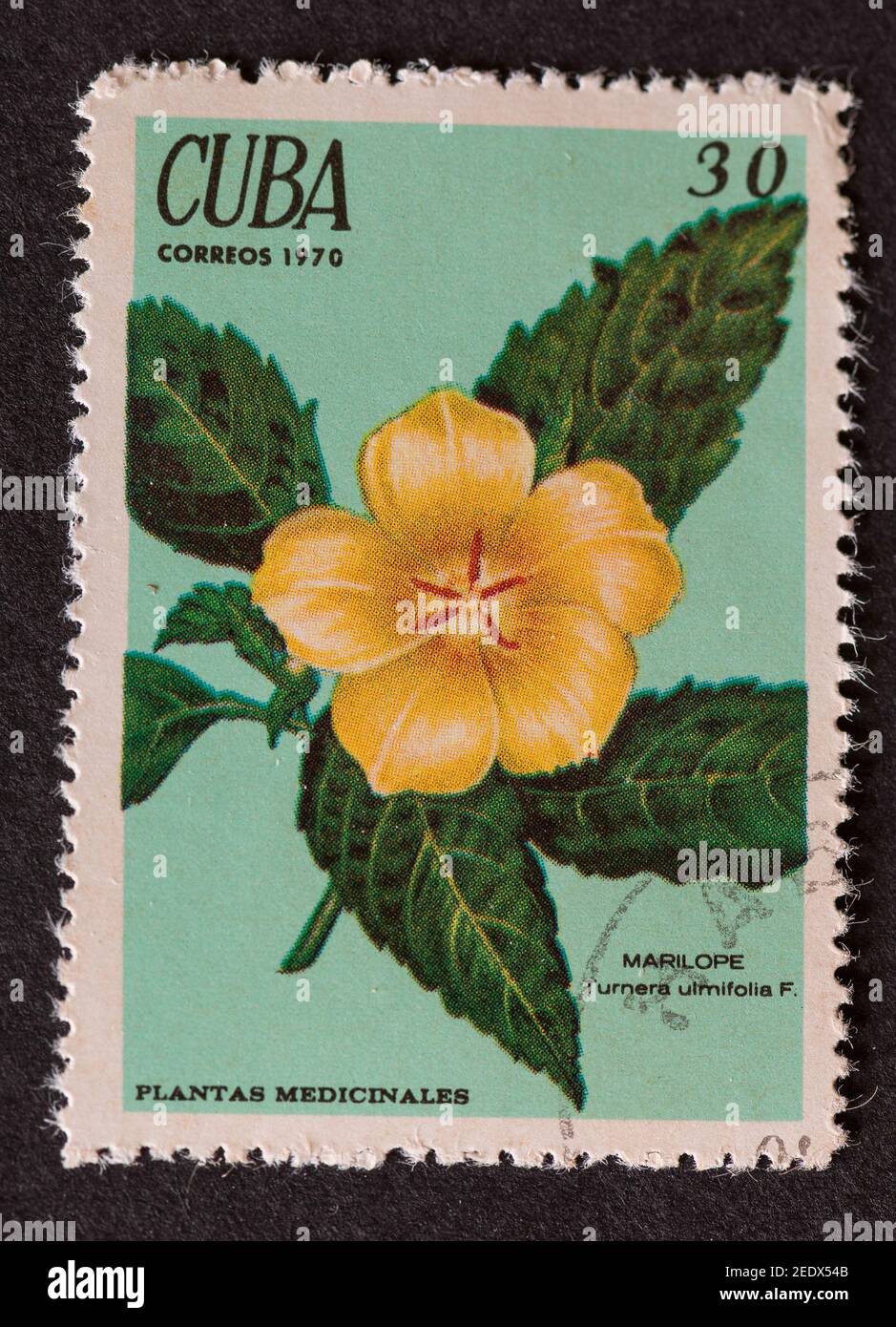 Flora Cuban Flower High Resolution Stock Photography and Images - Alamy