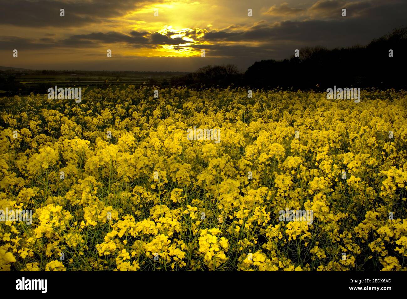 spring rapeseed field in Oxford, England Stock Photo - Alamy