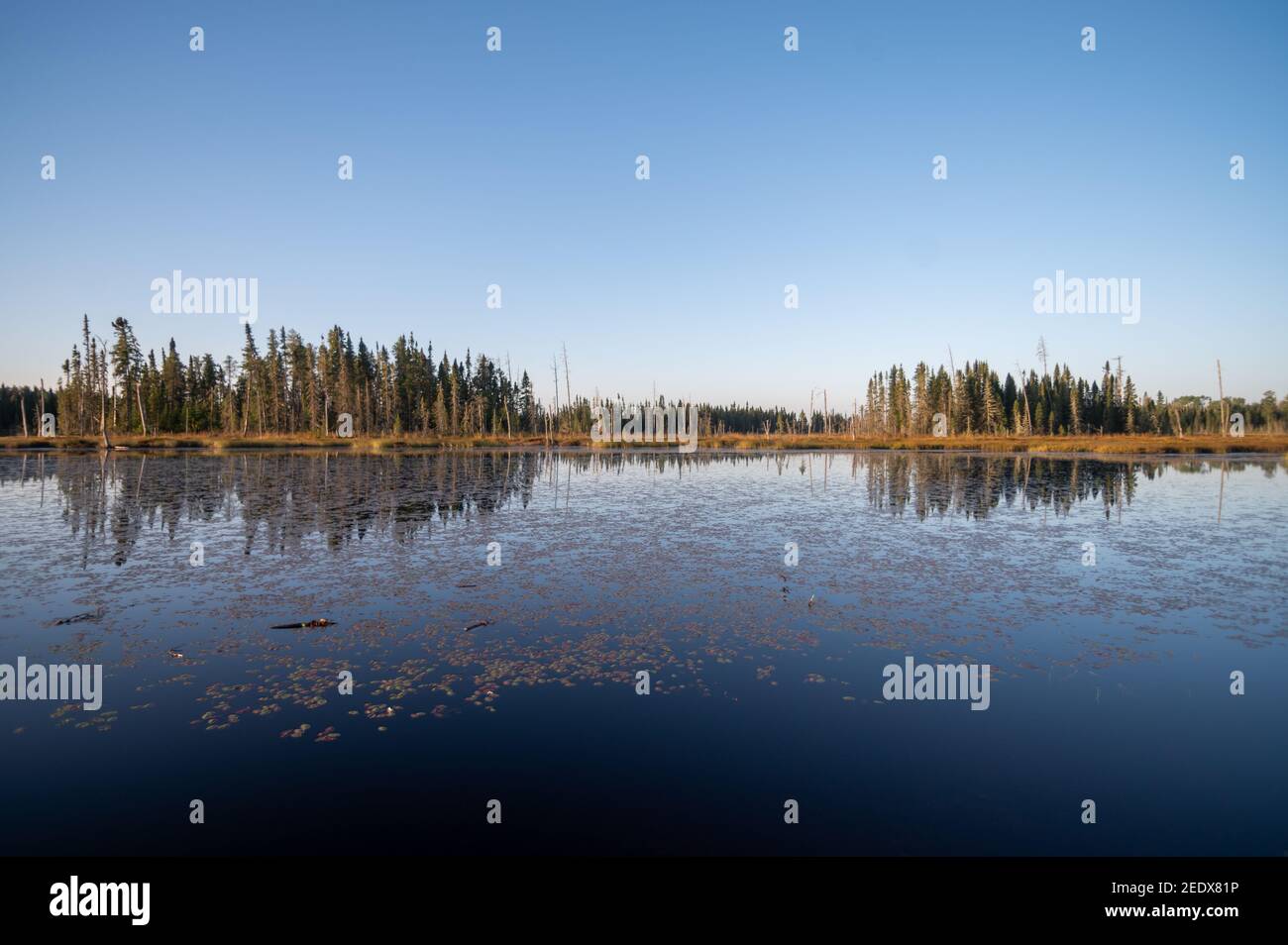 Tall trees and reeds near a lake shore Stock Photo - Alamy
