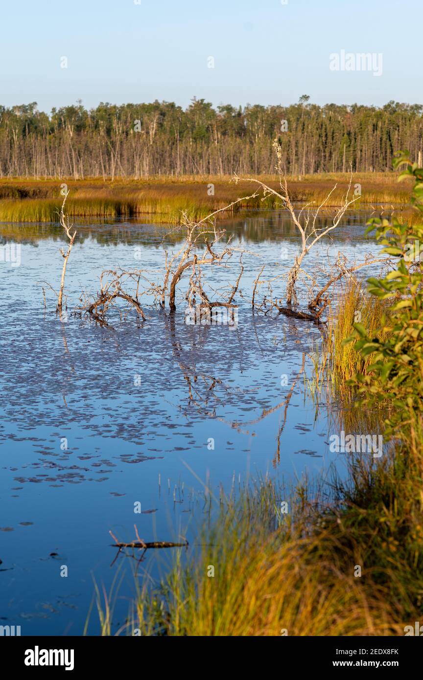 Broken branches in a river hi-res stock photography and images - Alamy