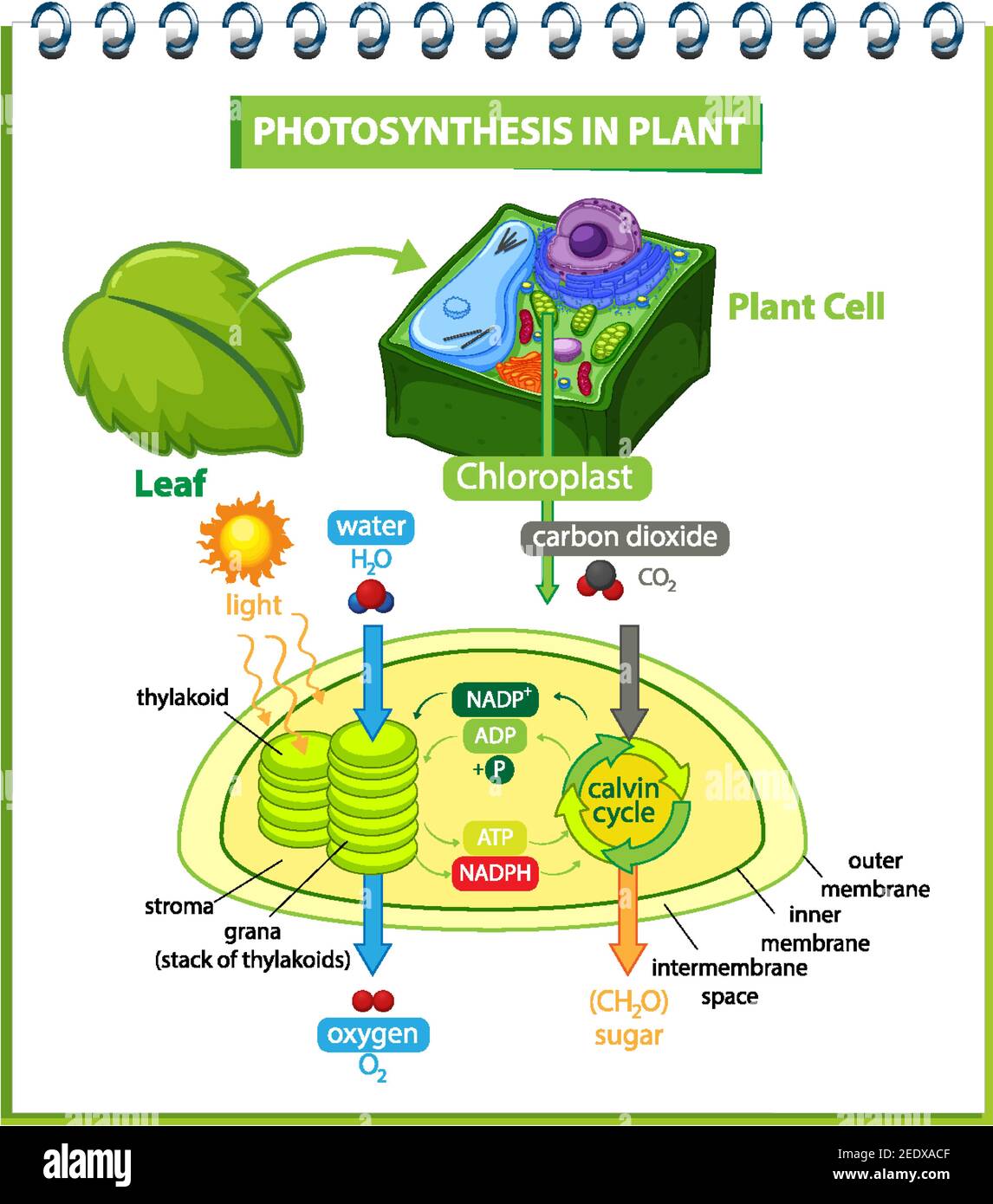 Photosynthesis Leaf