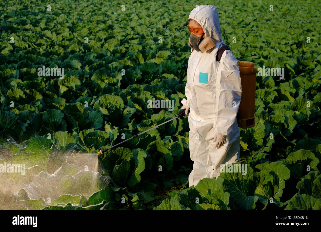Gardener in a protective suit spray fertilizer and insecticide on huge ...