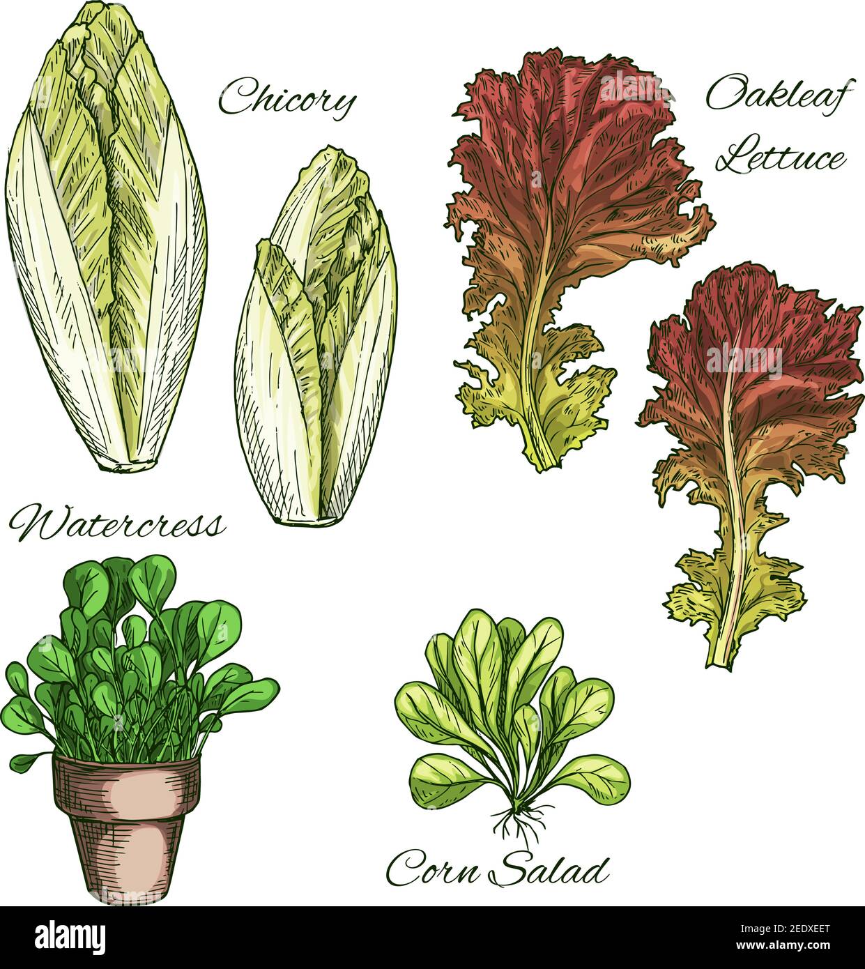 Chicory Salad Leaves