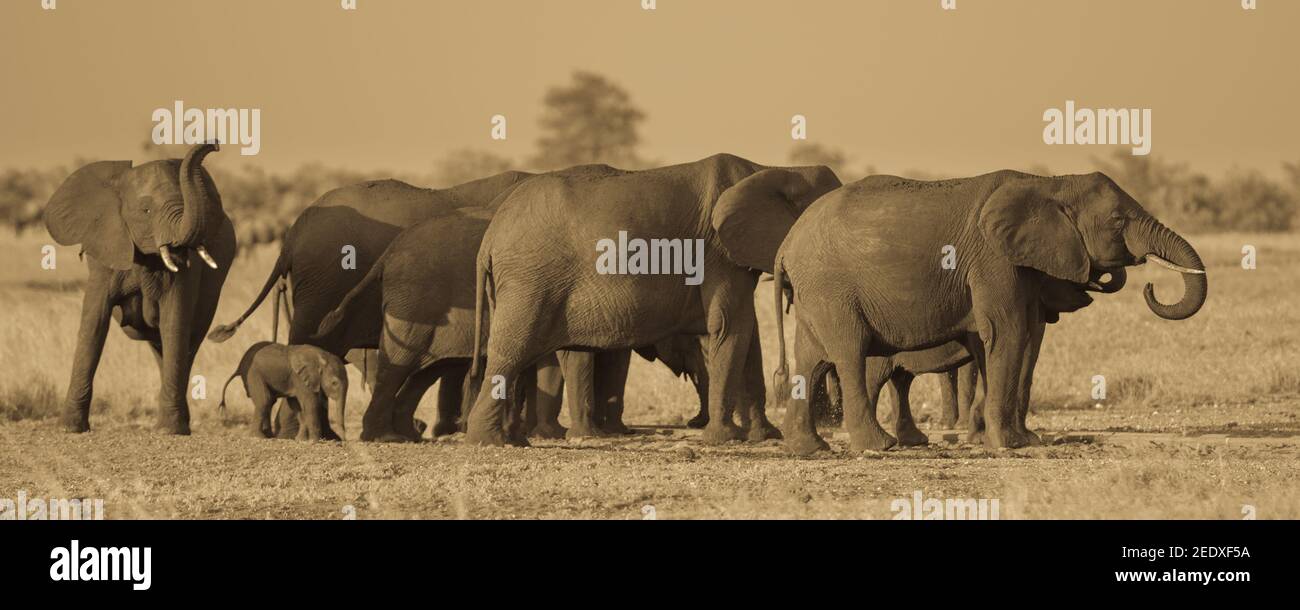 Female family hi-res stock photography and images - Alamy