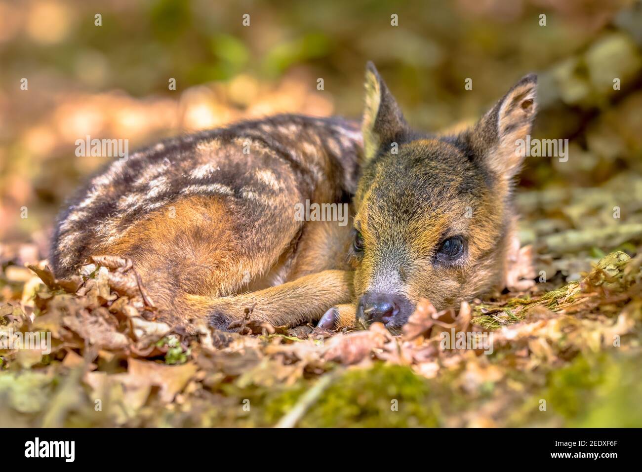 Adorable roe deer fawn (Capreolus capreolus) resting in reliance of ...