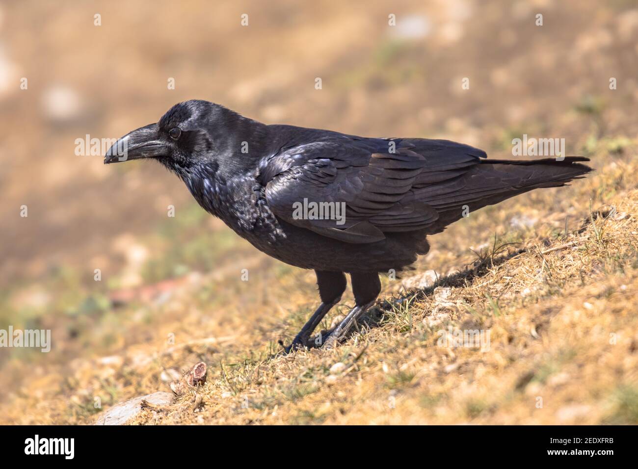 Carrion feed hi-res stock photography and images - Alamy