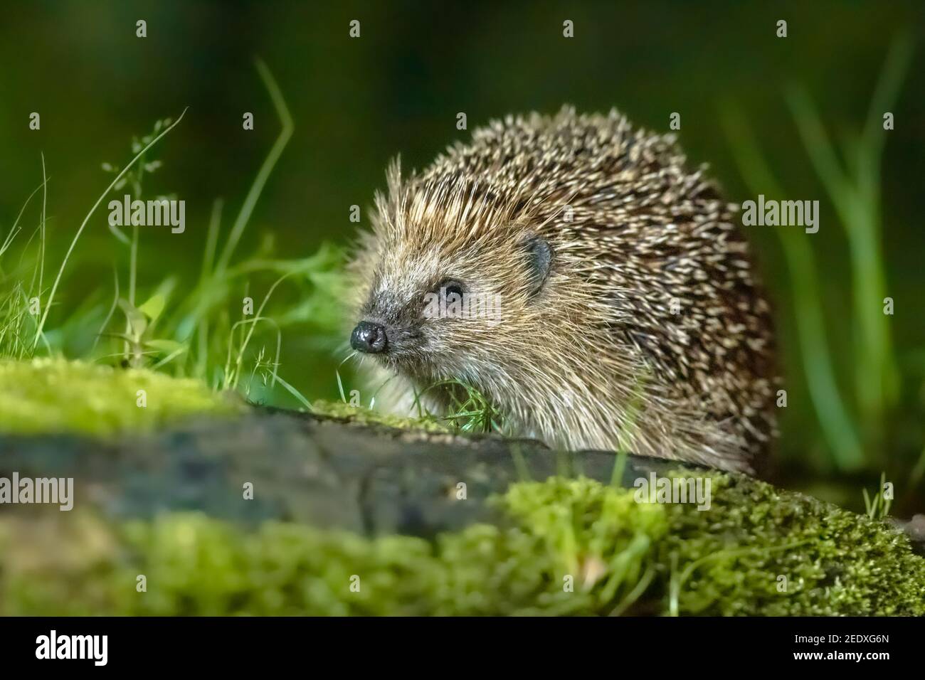 Hedgehog (Erinaceus Europaeus) wild, native, European hedgehog with ...