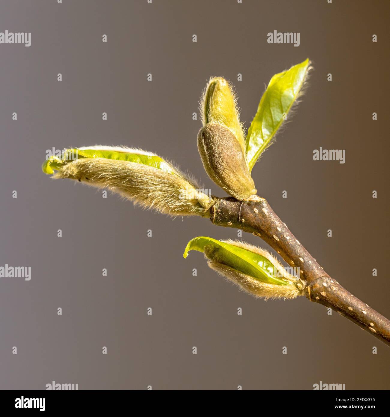 Fresh buds of leaves ready to emerge in early spring. April scene of ...
