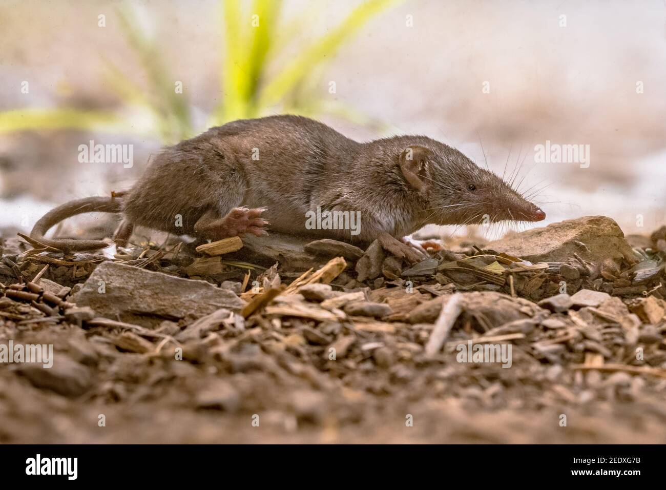 Lesser white-toothed shrew (Crocidura suaveolens) in natural habitat ...