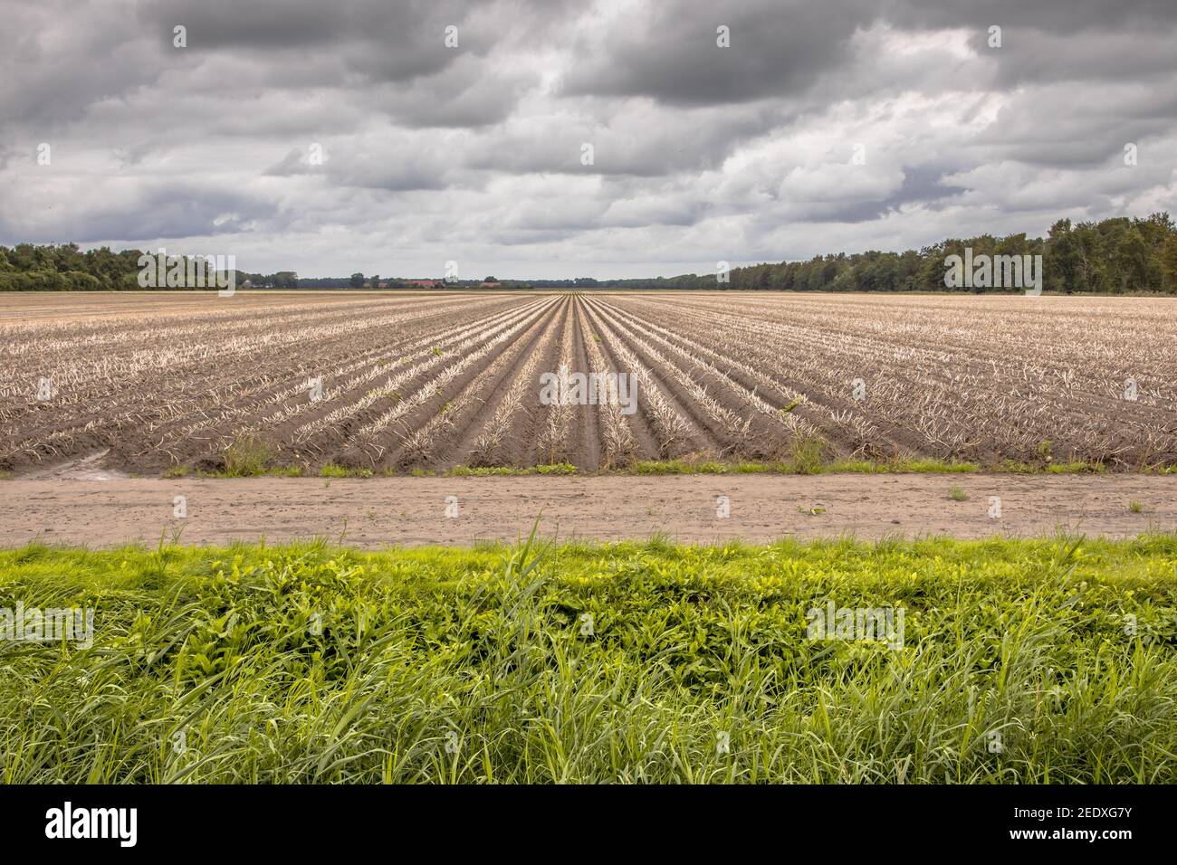 Landscape view of arable land farmland after harvesting the crops. Bant ...