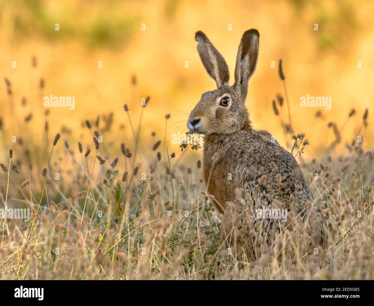 Wild hare hi-res stock photography and images - Alamy