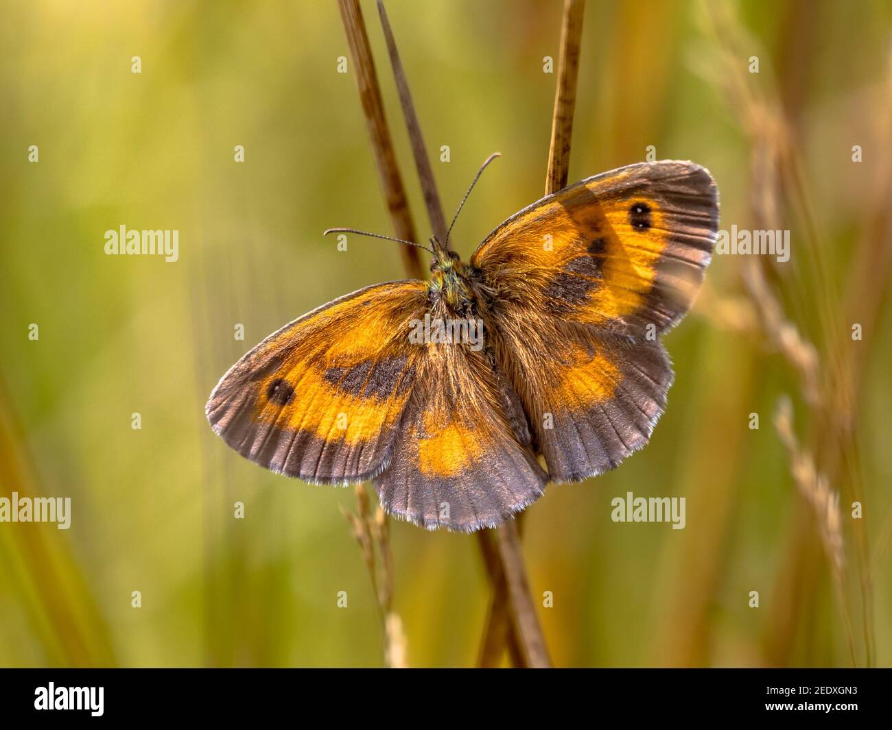 Butterfly Gatekeeper or hedge brown (Pyronia tithonus) scarce insect in ...