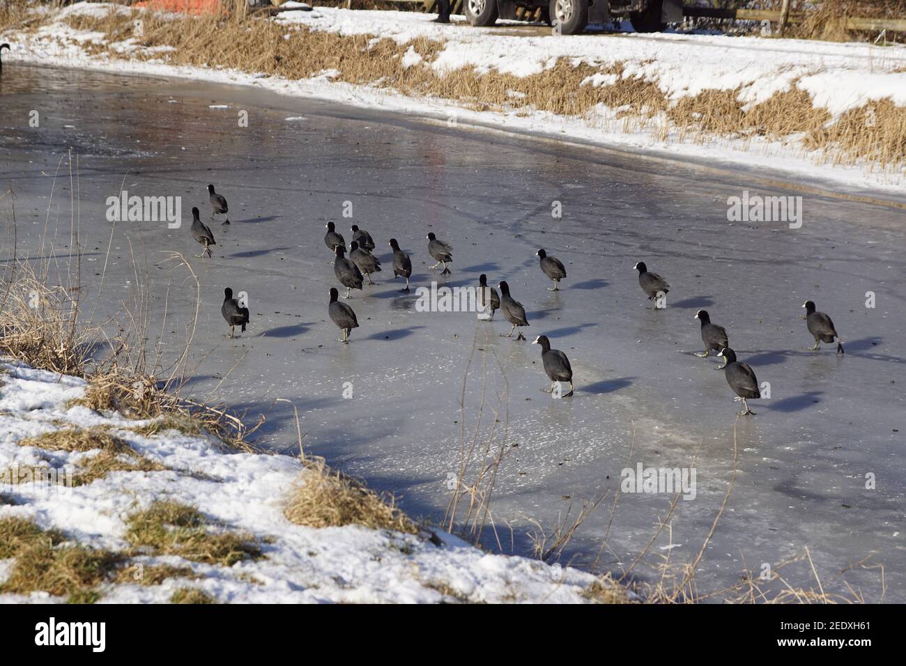 Australian coots hi-res stock photography and images - Alamy