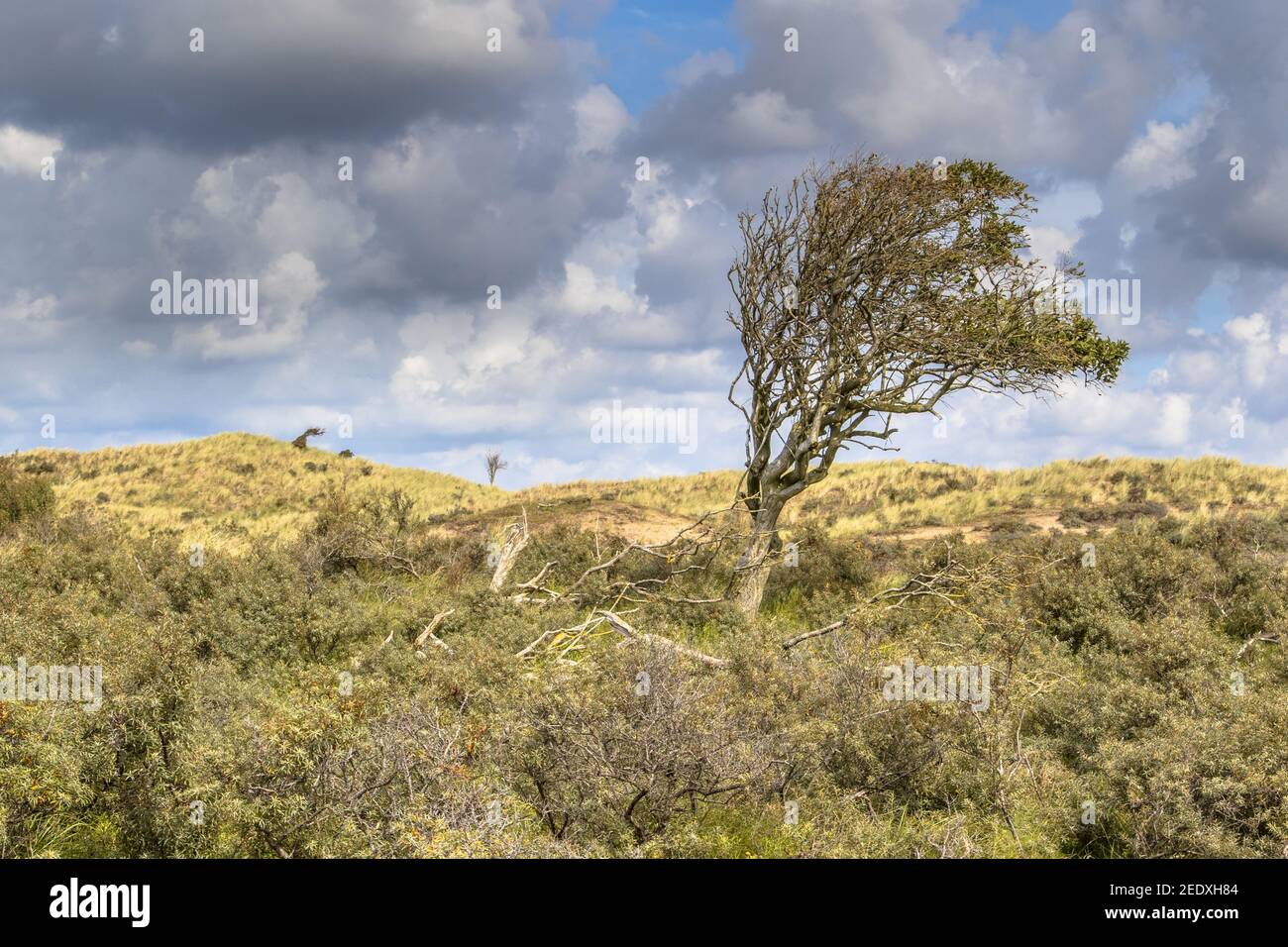 Wind battered tree in dunes of North Holland. Landscape scene in nature ...