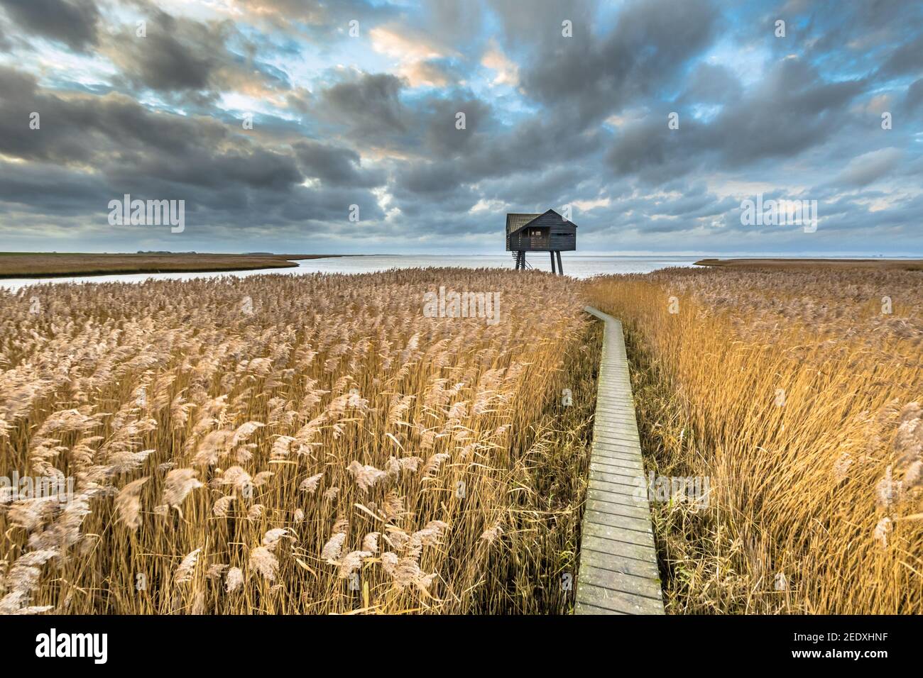 Wooden walkway through salt tidal marsh leading to observatory hide in ...