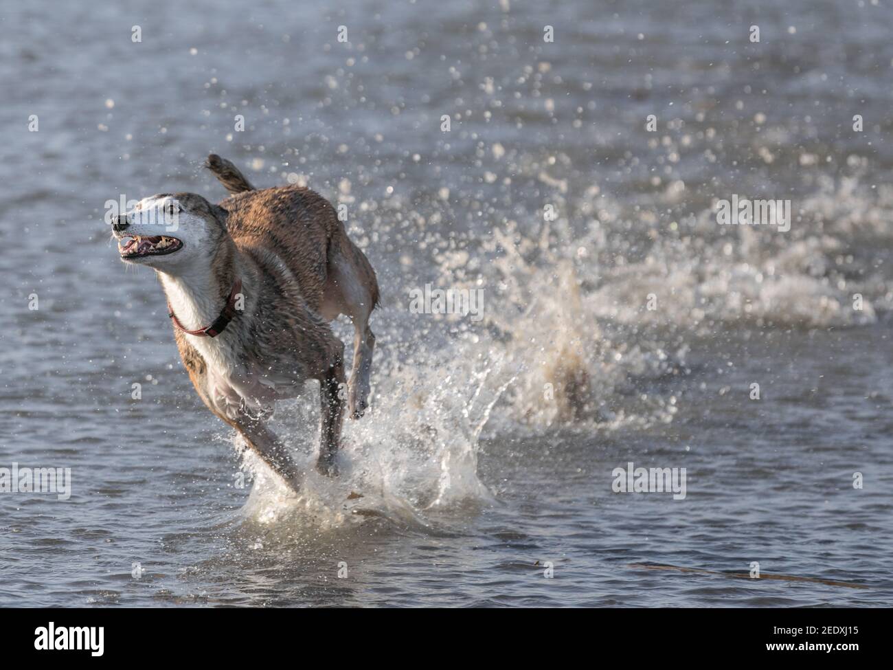 Lurcher ireland hi-res stock photography and images - Alamy
