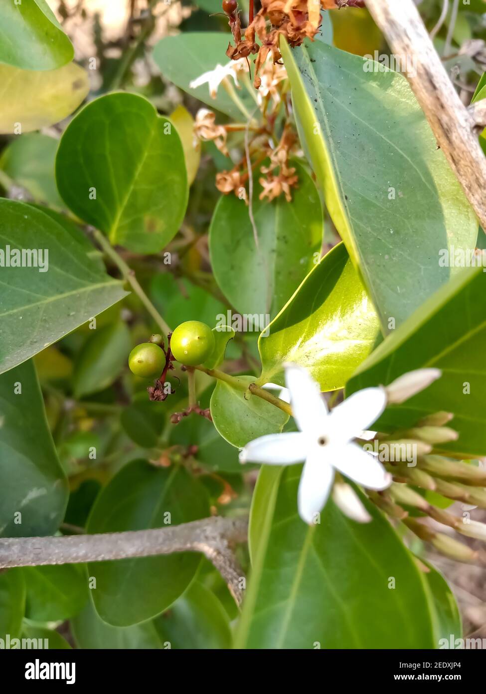 Karvand hi-res stock photography and images - Alamy