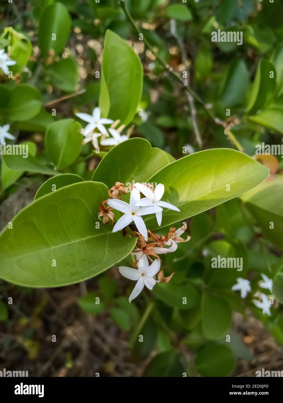 Karvand hi-res stock photography and images - Alamy