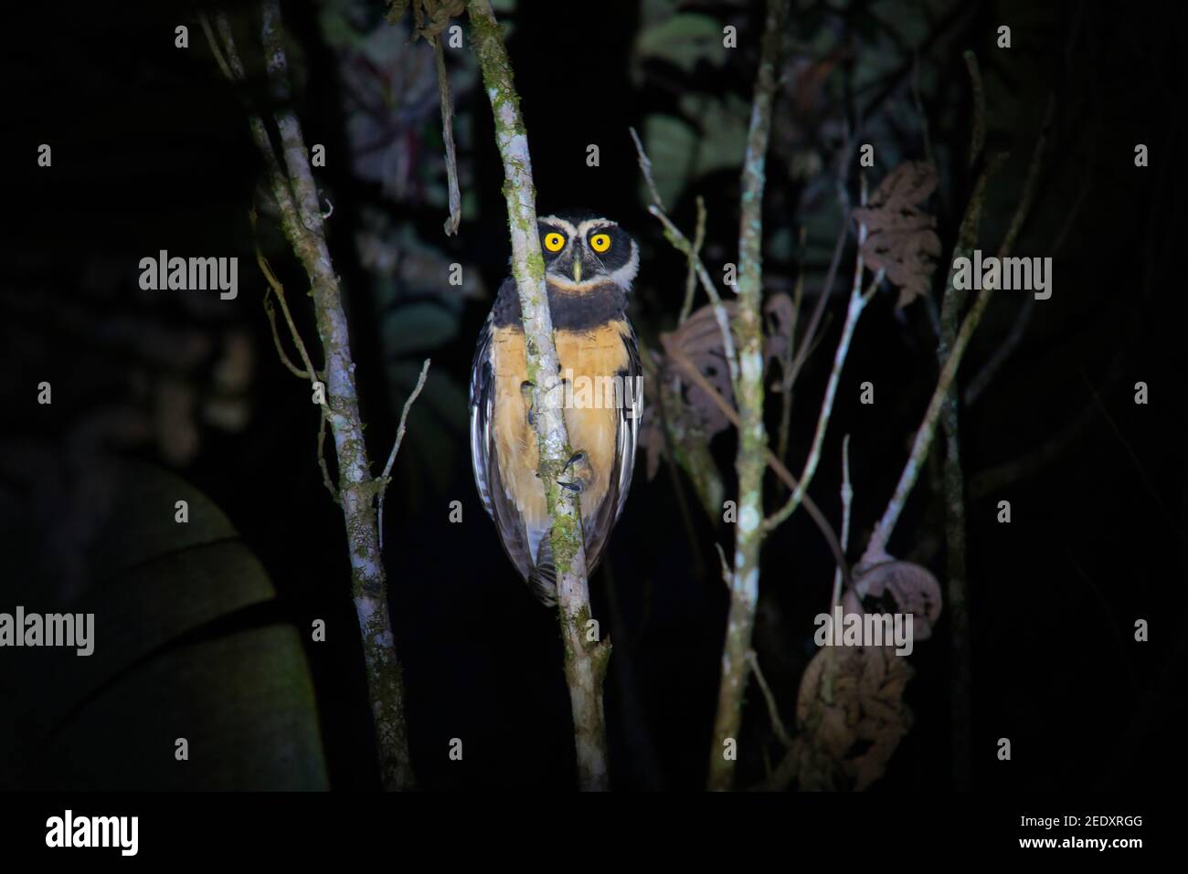 Predator at night hi-res stock photography and images - Alamy