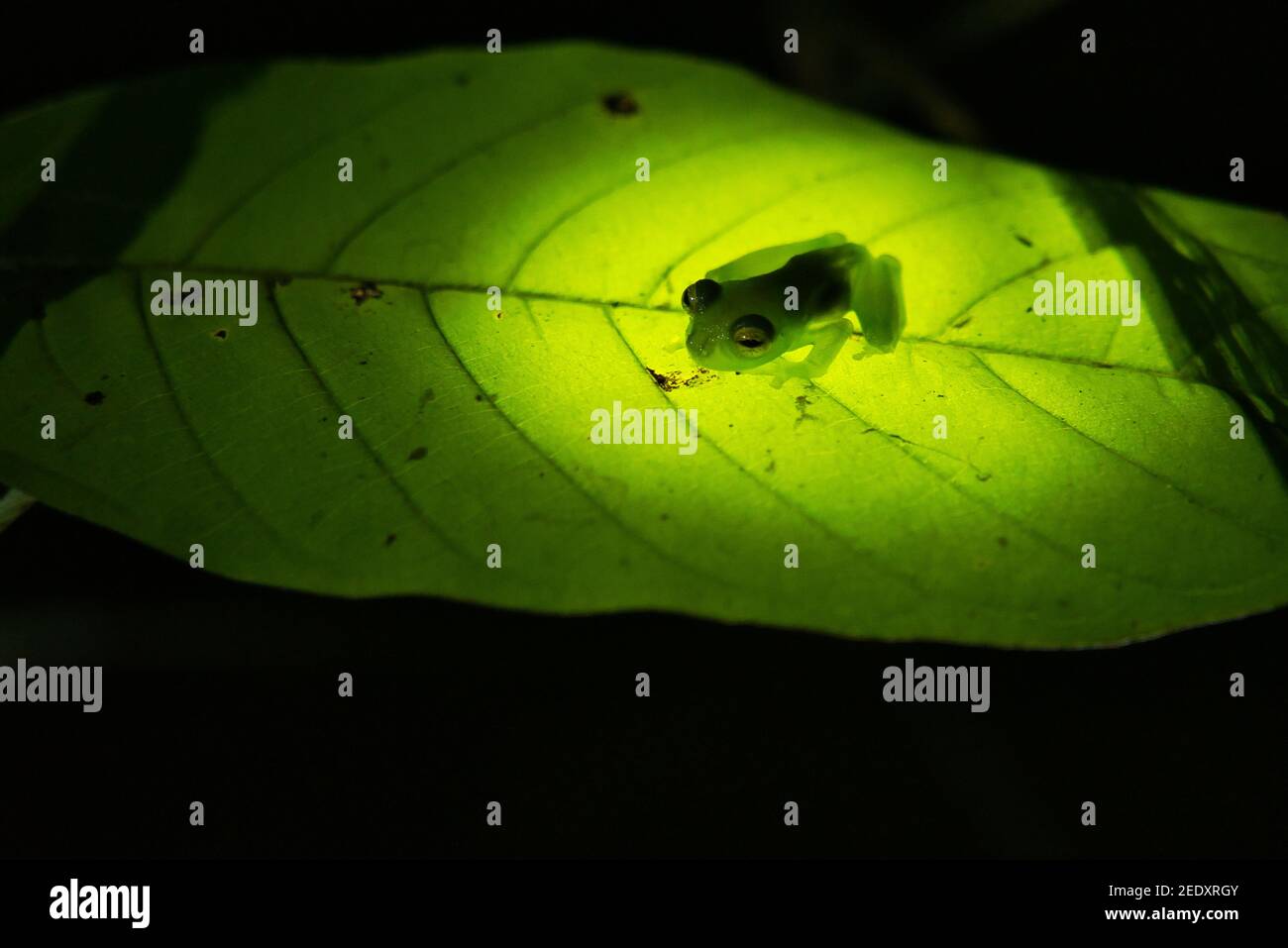 Glass frog teratohyla pulverata hi-res stock photography and images - Alamy