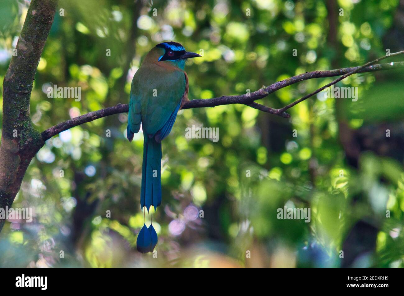 Blue-Crowned Motmot in the forest of Costa Rica Stock Photo - Alamy