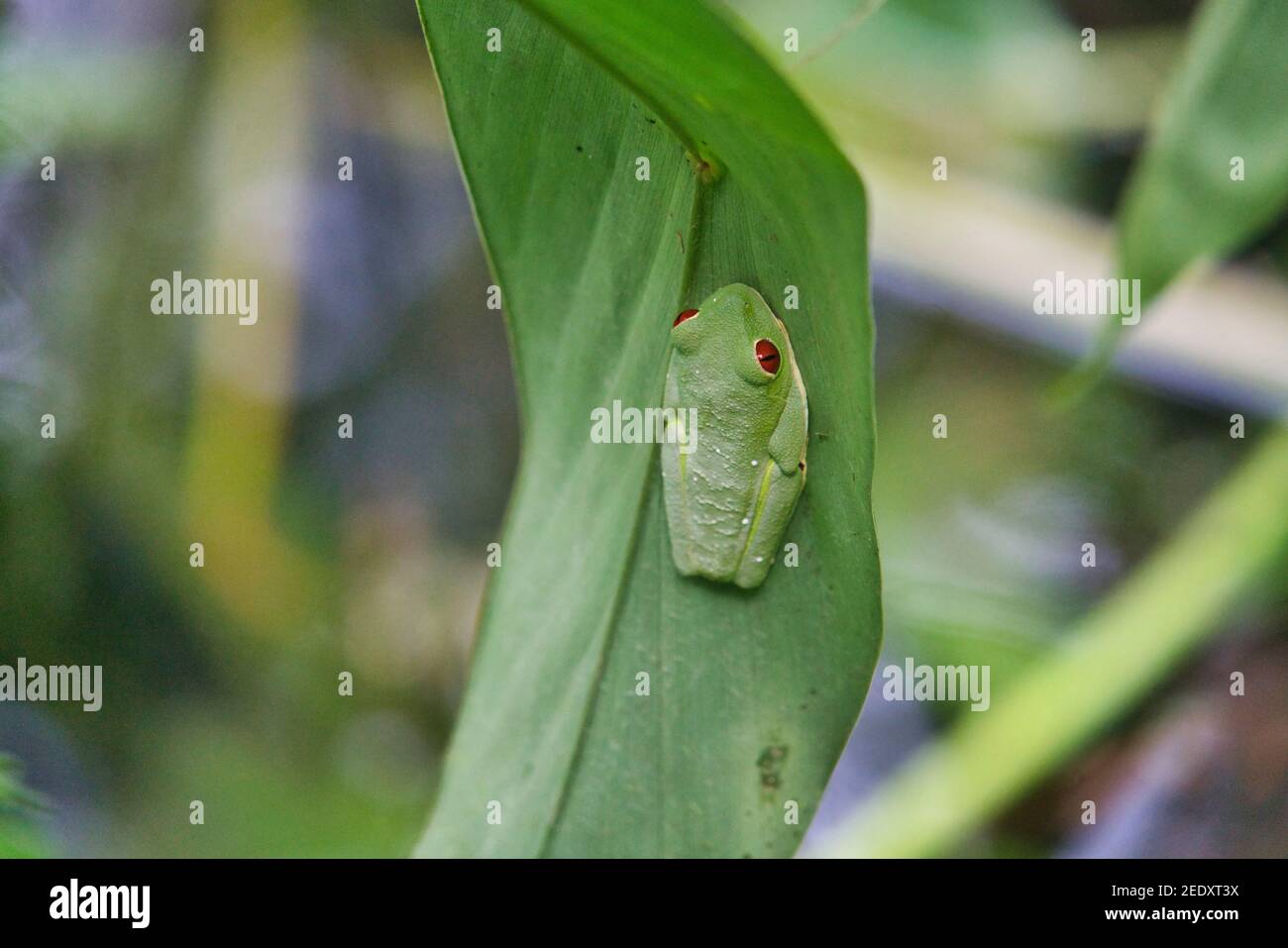 Red-eyed tree frog Stock Photo - Alamy