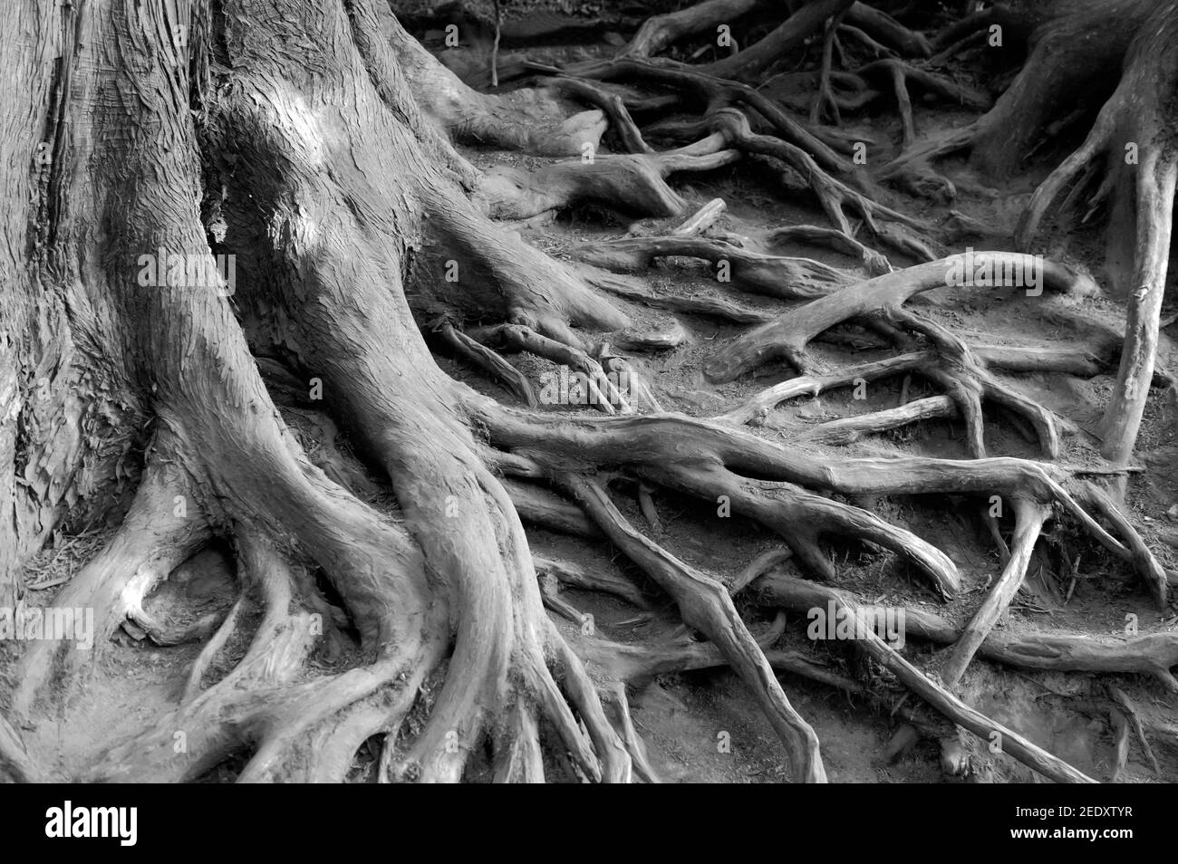 Twisting tree roots hi-res stock photography and images - Alamy