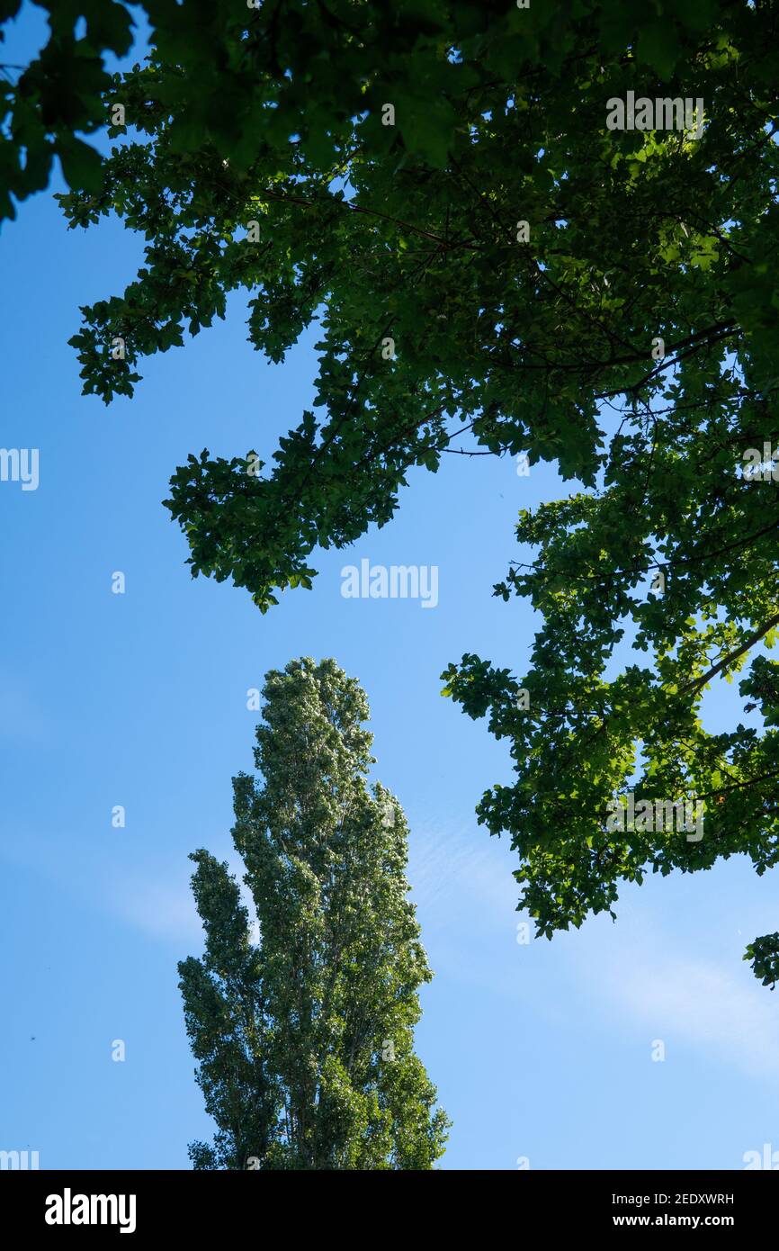 Low angle shot of tree branches with dense foliage on sky background ...