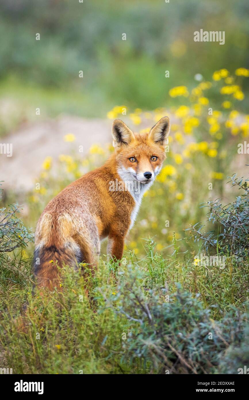 Juvenile fox hi-res stock photography and images - Alamy