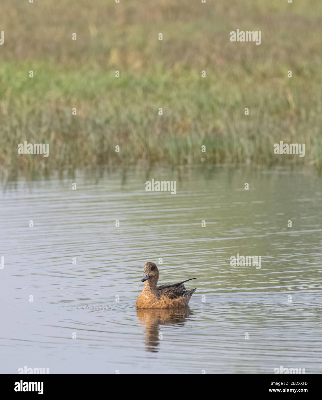 Eurasian Wigeon (Mareca penelope) duck taking off with open wings in ...