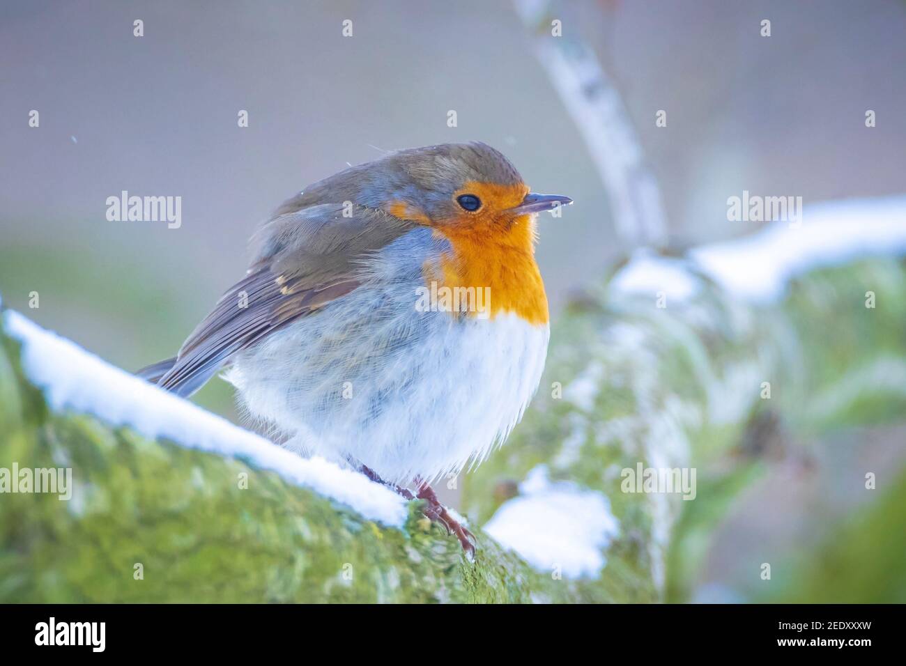 Erithacus rubecula hi-res stock photography and images - Alamy