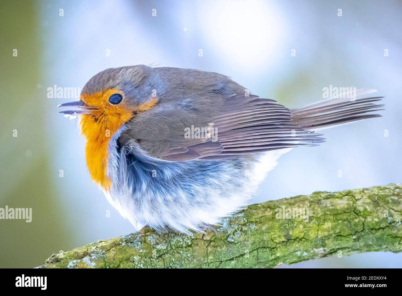 European robin Erithacus rubecula foraging in snow, beautiful cold ...