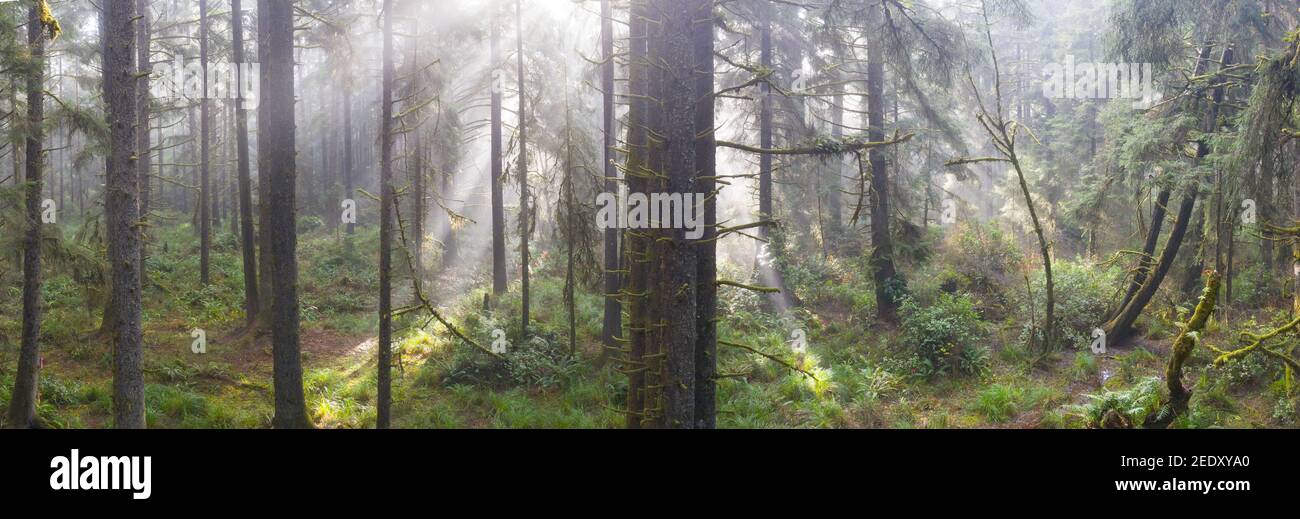 Coastal Redwood trees, Sequoia sempervirens, thrive in a healthy forest ...