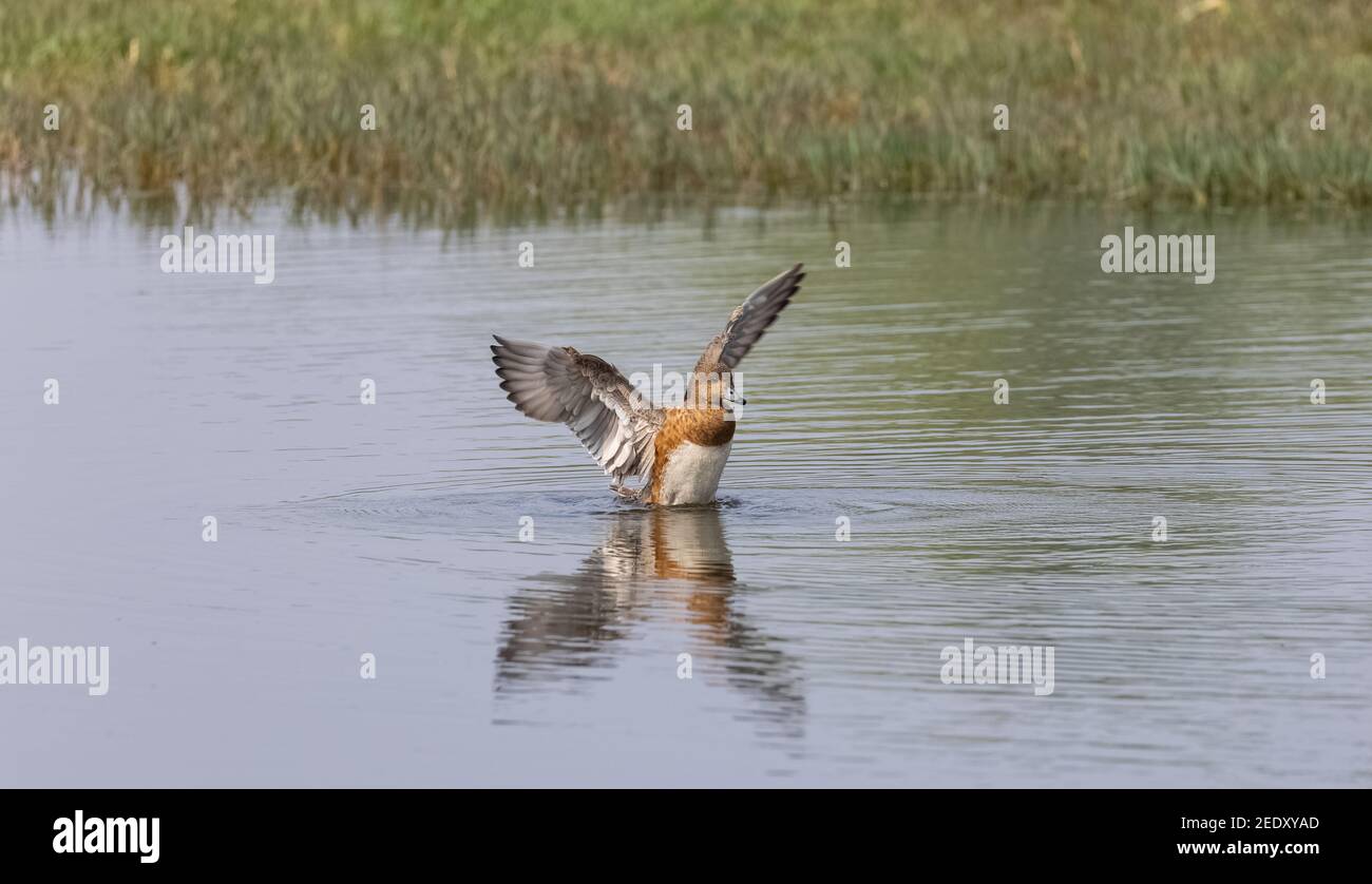 Eurasian Wigeon (Mareca penelope) duck taking off with open wings in ...