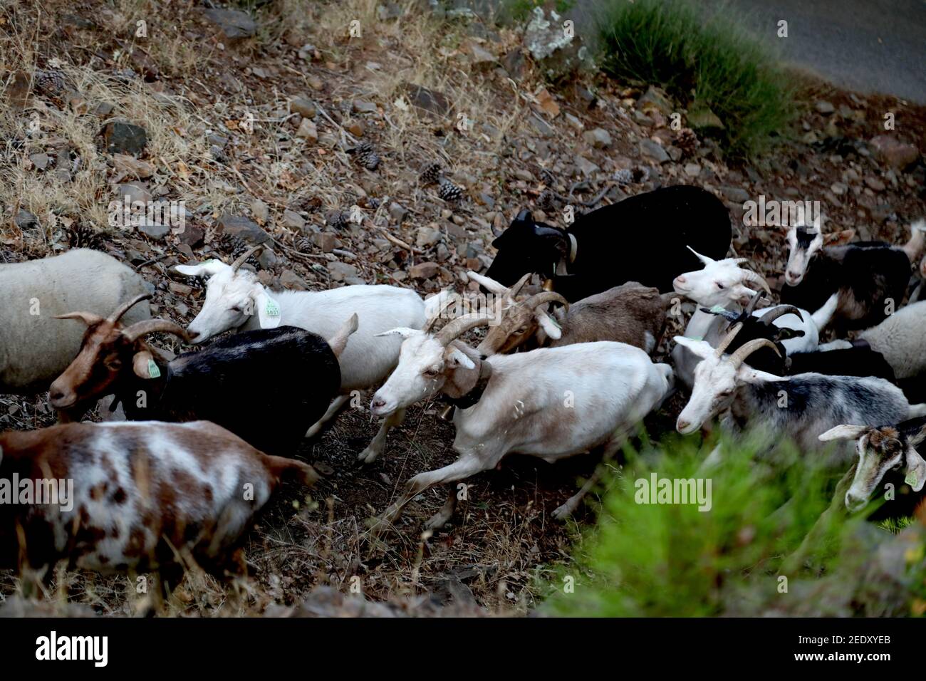 Trip of goats with bells on their necks in a field Stock Photo - Alamy