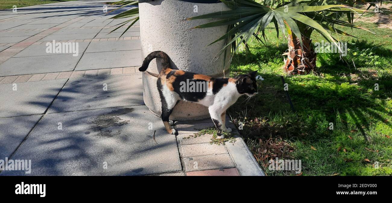 Manama, Bahrain - February 15 2021: green space with palms and other ...
